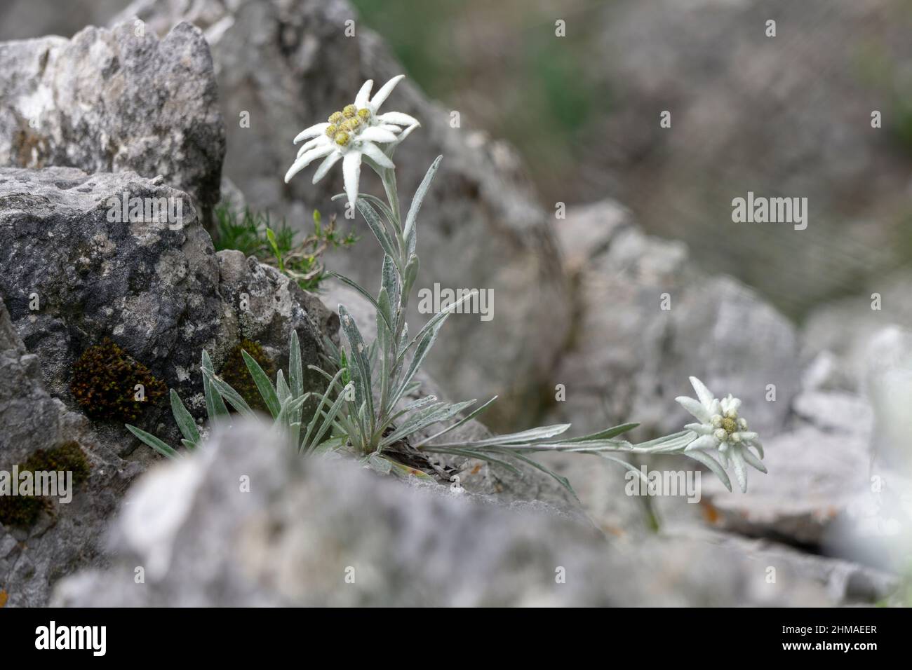 Edelweiss mountain rare flower in the wild Stock Photo - Alamy