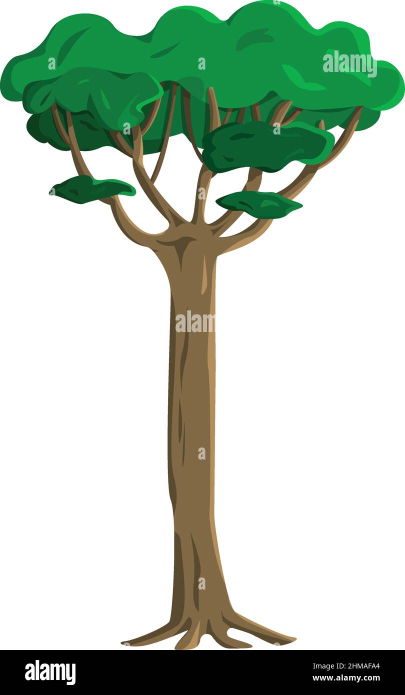 Realistic green old tall tree isolated on white background - Vector ...