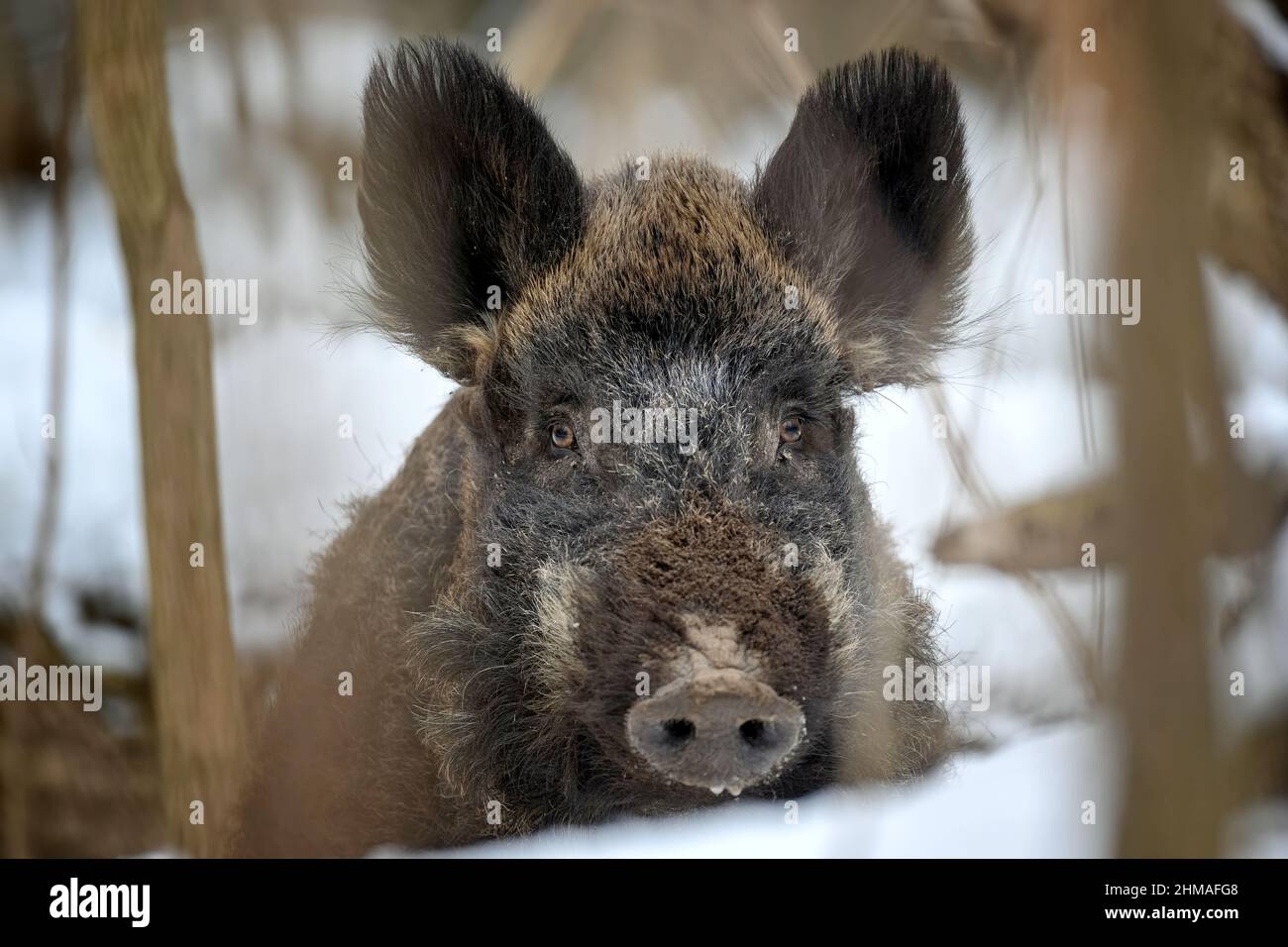 Wild pig with snow. Young Wild boar, Sus scrofa, in wintery forest ...