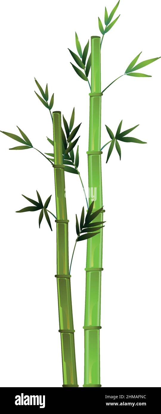 Realistic green bamboo isolated on white background - Vector ...