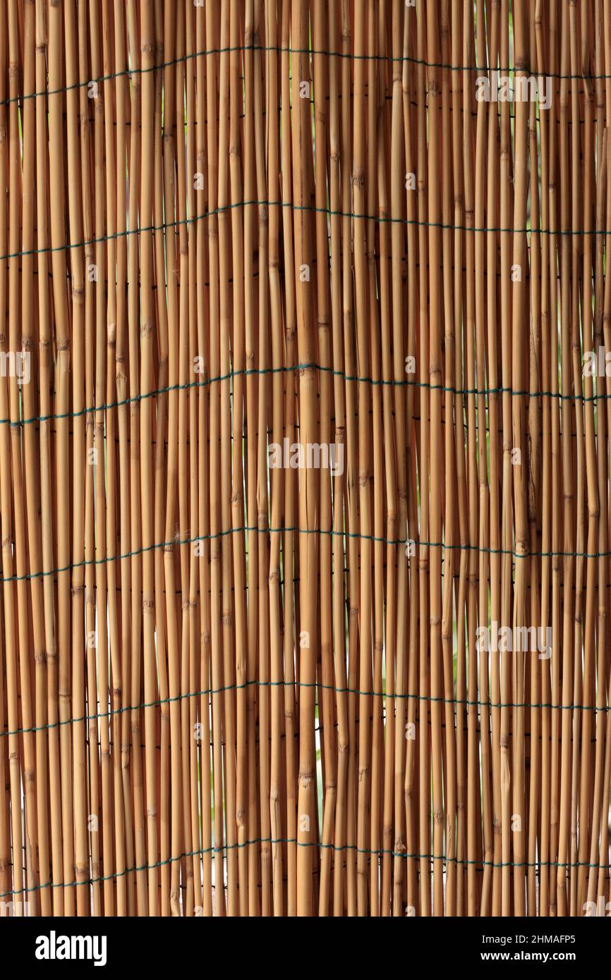 Reed Screen High Resolution Stock Photography and Images - Alamy