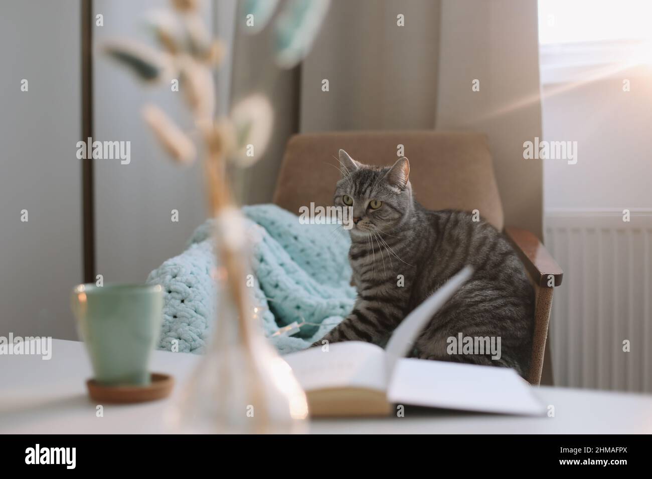 cute cat in a cozy home interior, hygge concept Stock Photo - Alamy