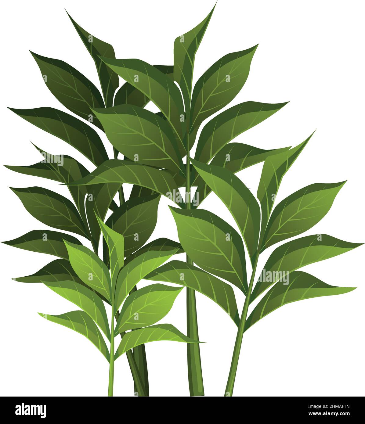 Realistic green bushes on white background - Vector illustration Stock ...