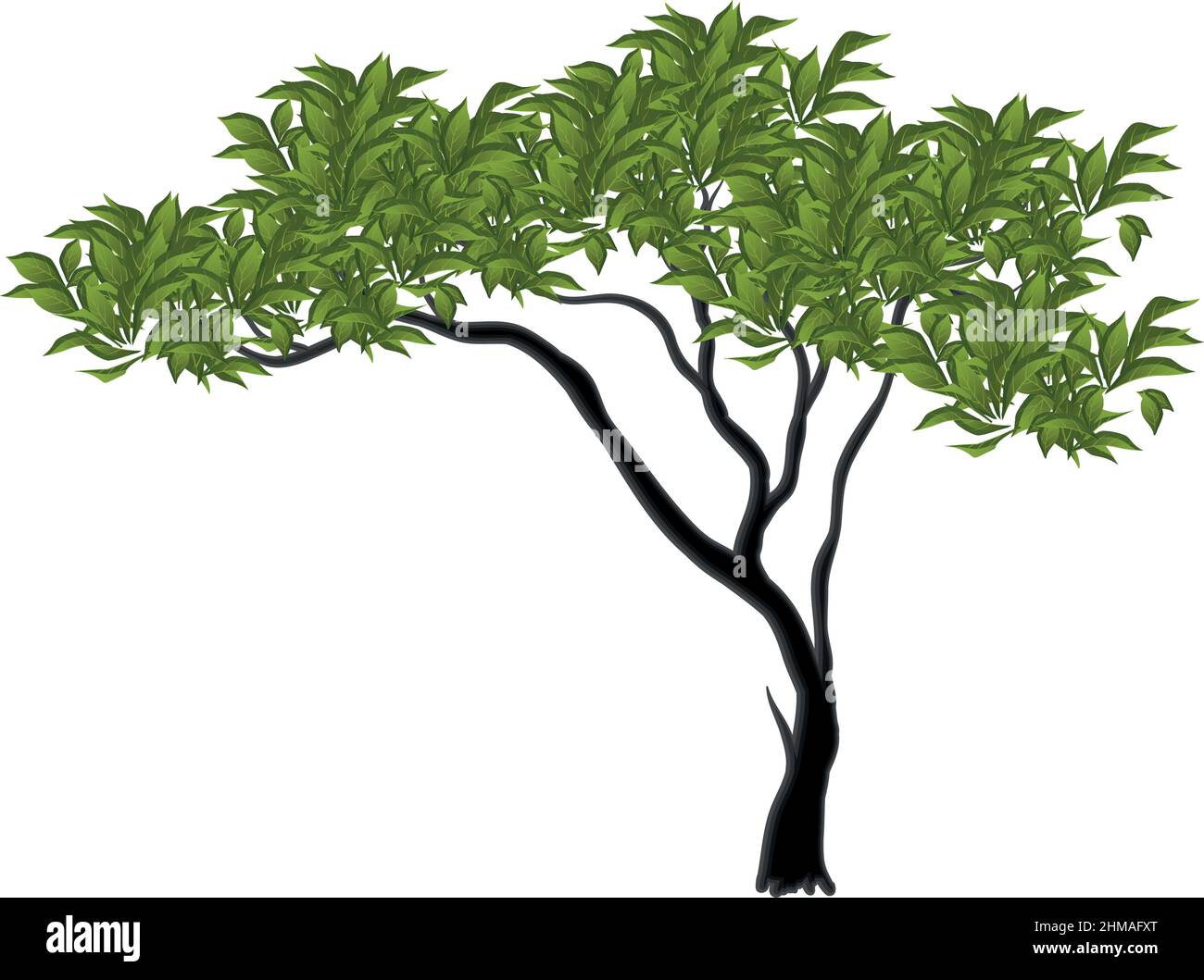 Realistic green sprawling tree isolated on white background - Vector ...