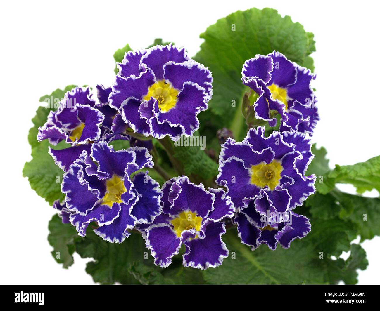 Flowering primrose against white background Stock Photo - Alamy