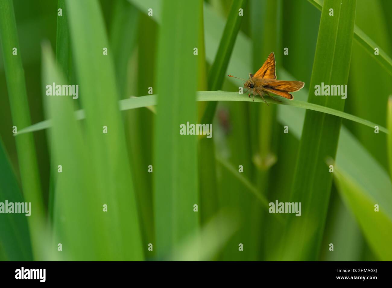 Large Skipper butterfly in the grass Stock Photo - Alamy