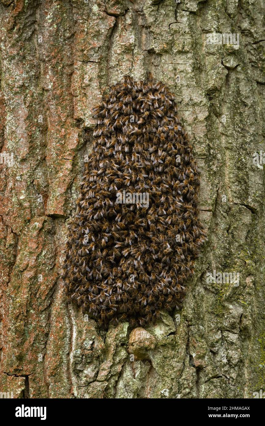 Honey Bee nest on tree trunk Stock Photo - Alamy