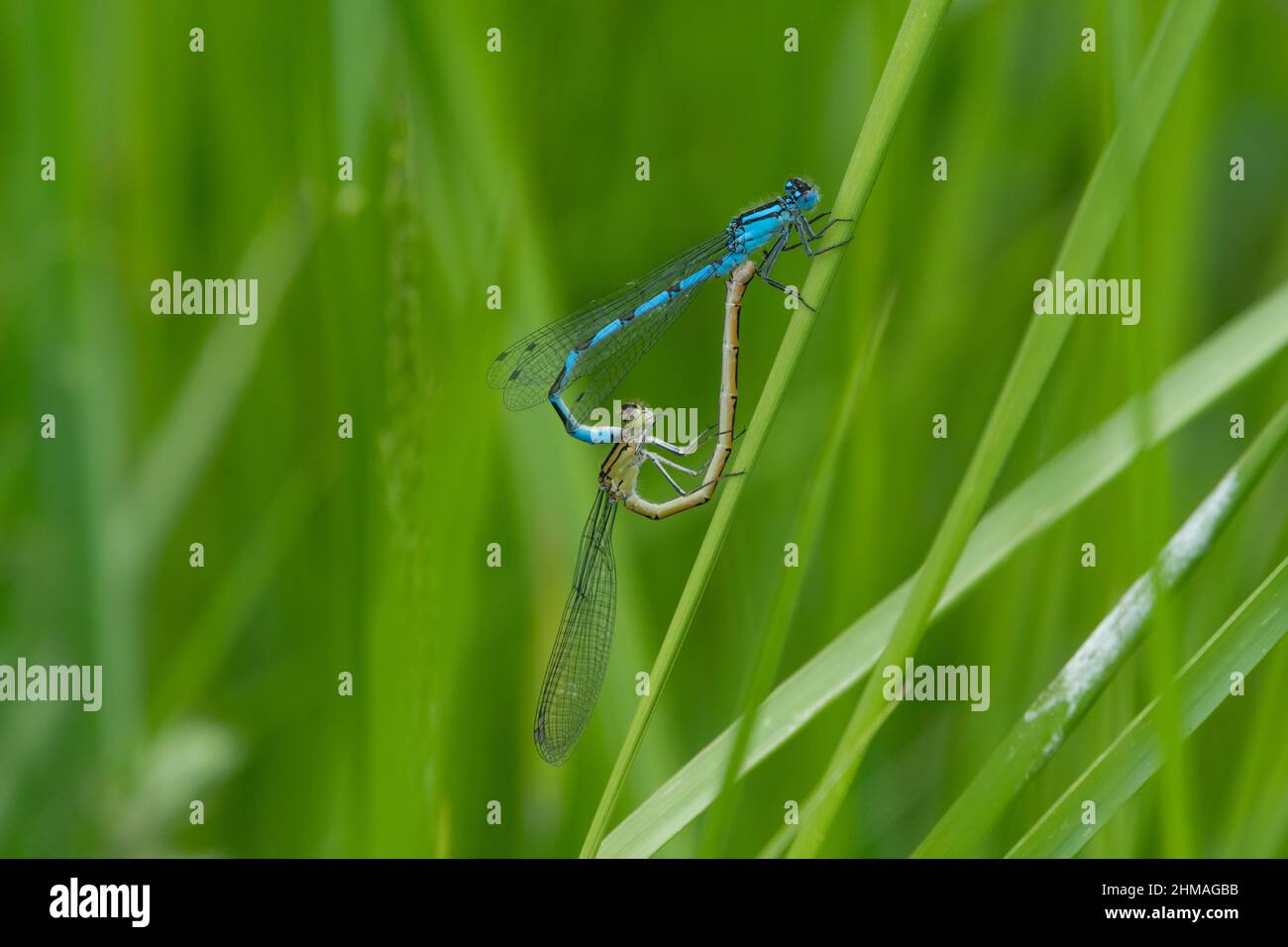 mating common blue damselflies Stock Photo - Alamy