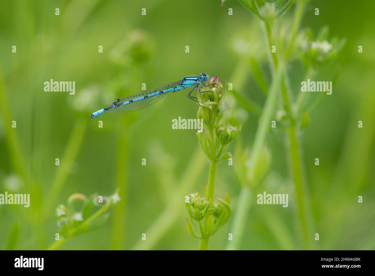 Common Blue Damselfly Stock Photo - Alamy