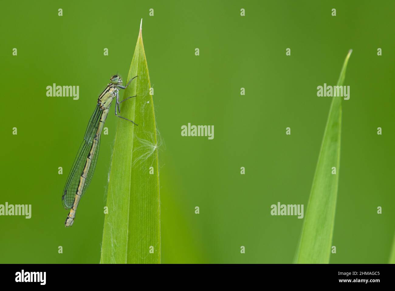 Female Common Blue Damselfly Stock Photo - Alamy