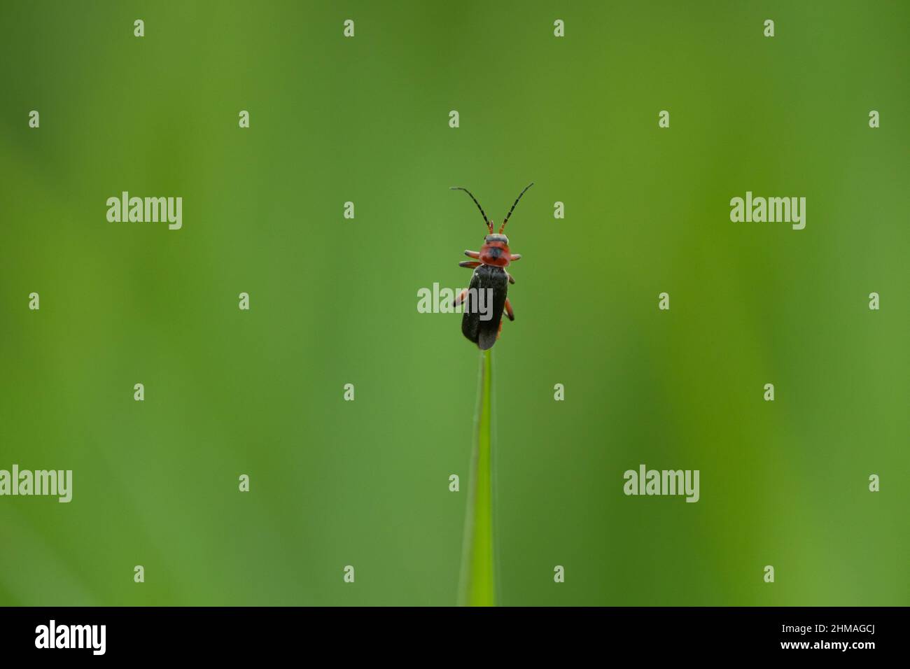 Rustic soldier beetle hi-res stock photography and images - Alamy