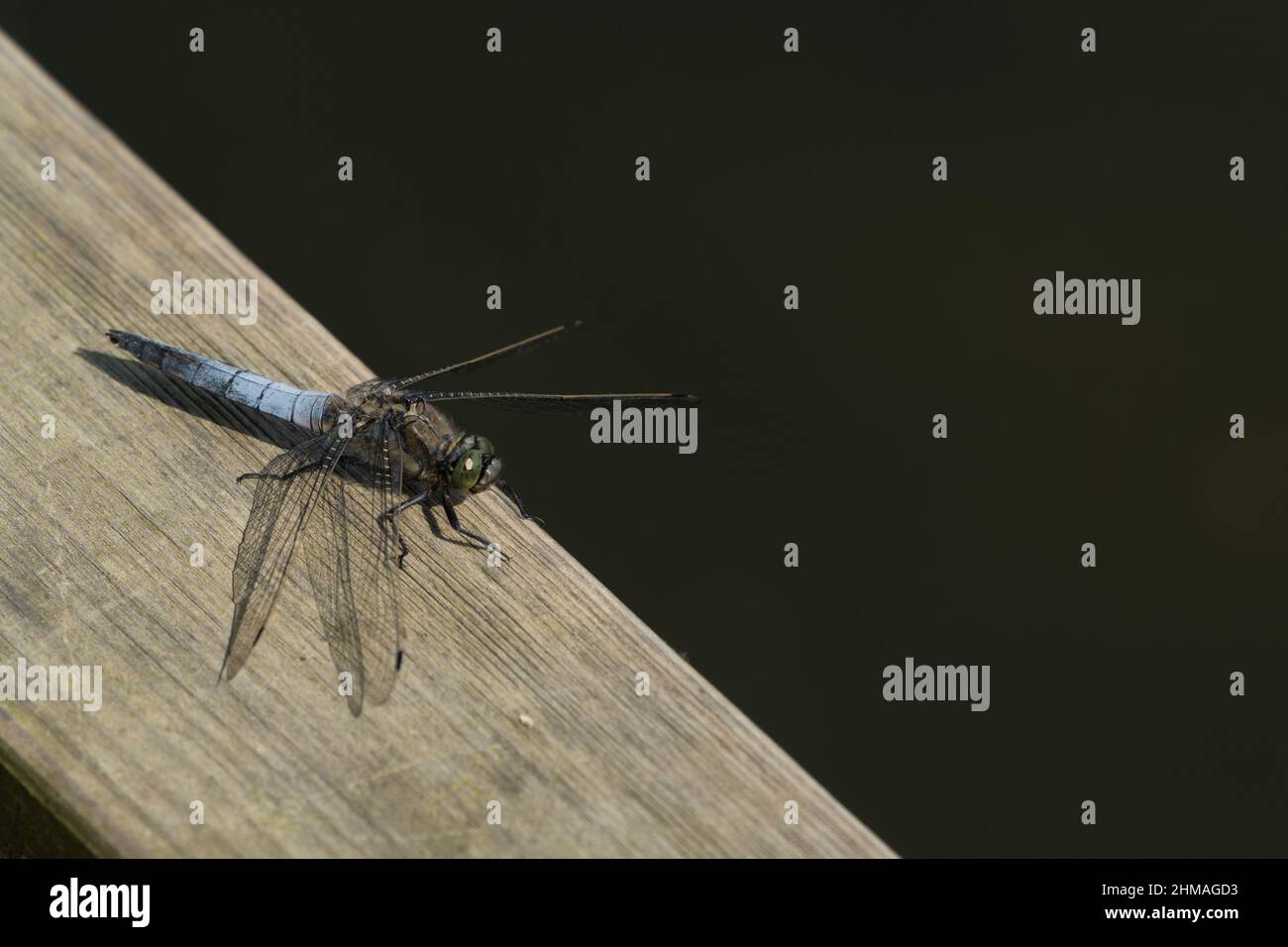 Male Black-tailed Skimmer at rest Stock Photo - Alamy