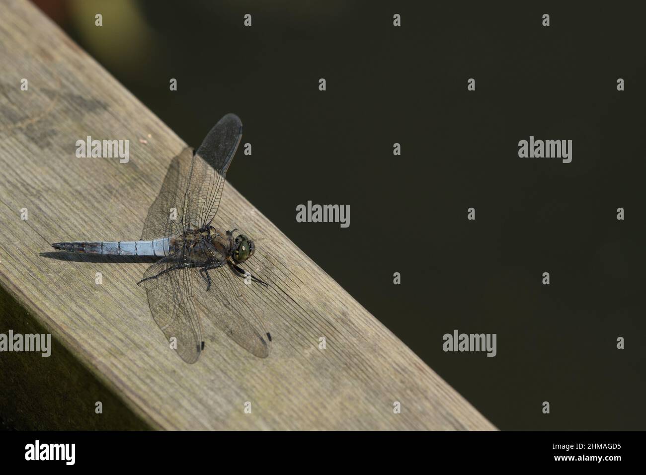 Male Black-tailed Skimmer at rest Stock Photo - Alamy