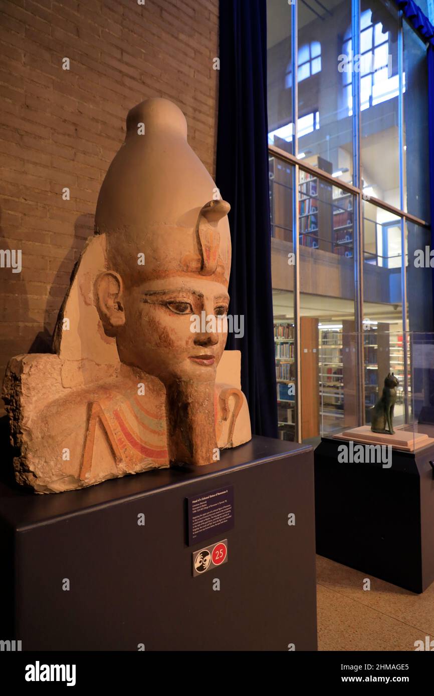 The head of colossal statue of Ramesses II from Dynasty 19 of ancient ...