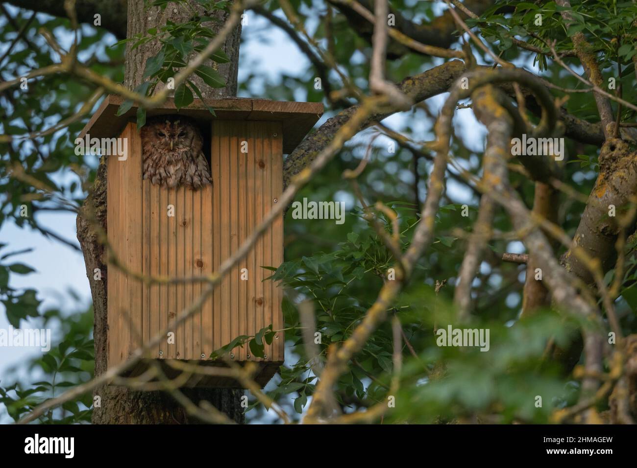 Tawny Owl in nest box Stock Photo - Alamy