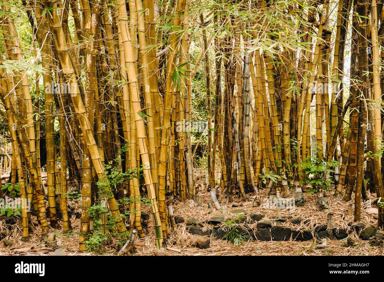 bamboo trees growing in a botanical garden on the island of Mauritius ...