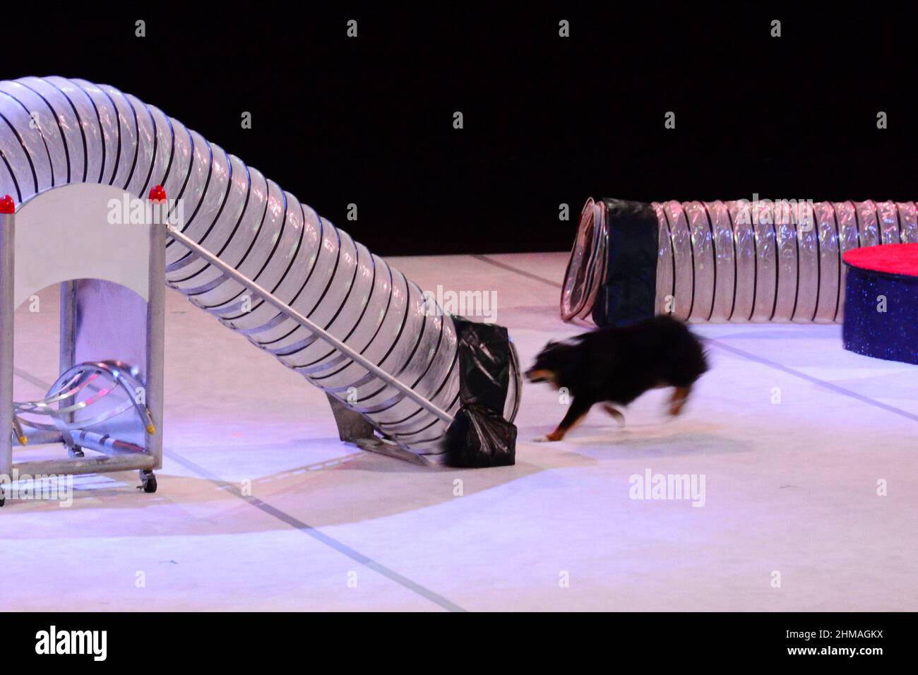 Dog show - competition Stock Photo - Alamy