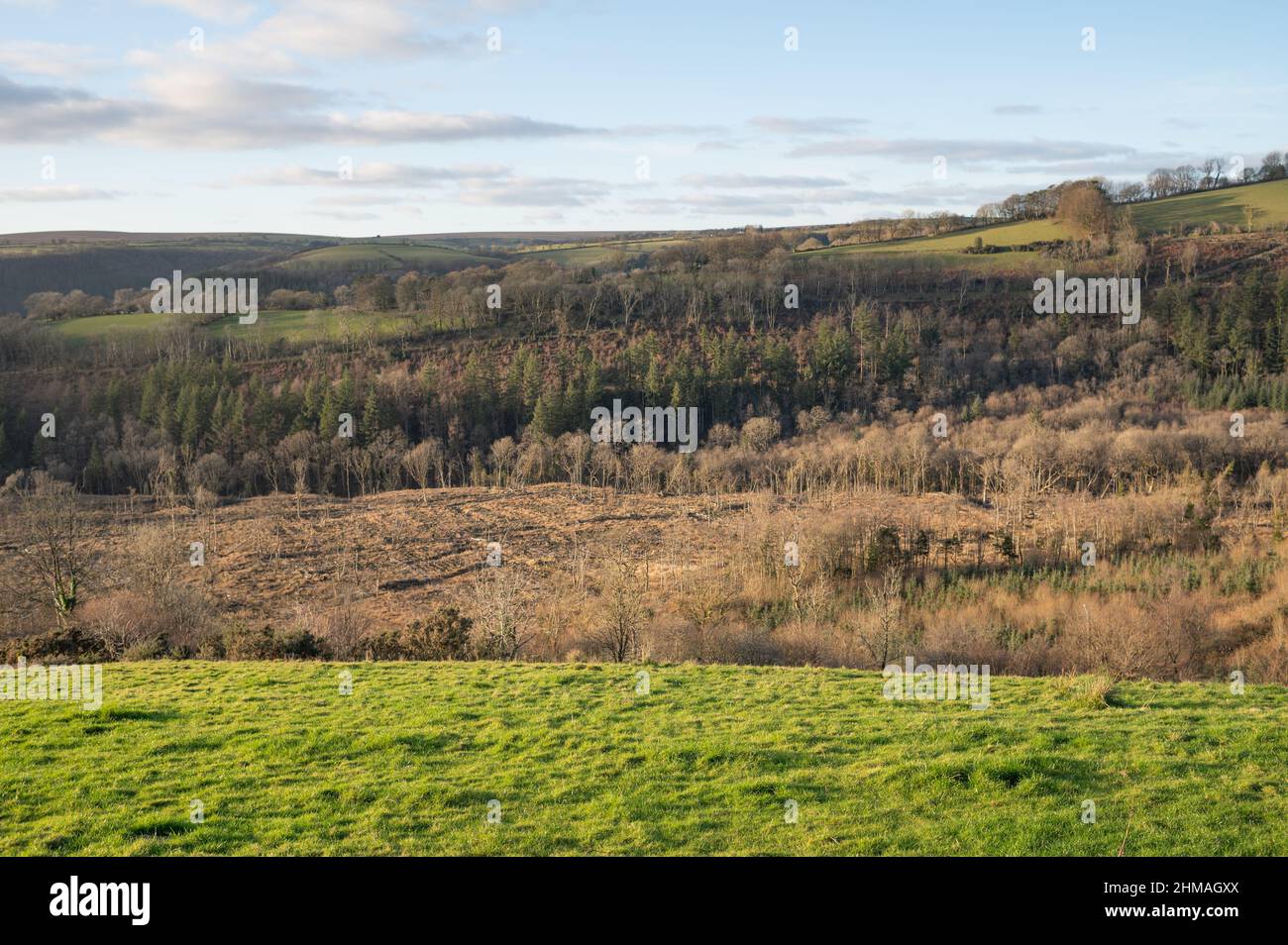 Clearfell conifer forestry, Afon Byrfon, Brechfa Forest Stock Photo - Alamy
