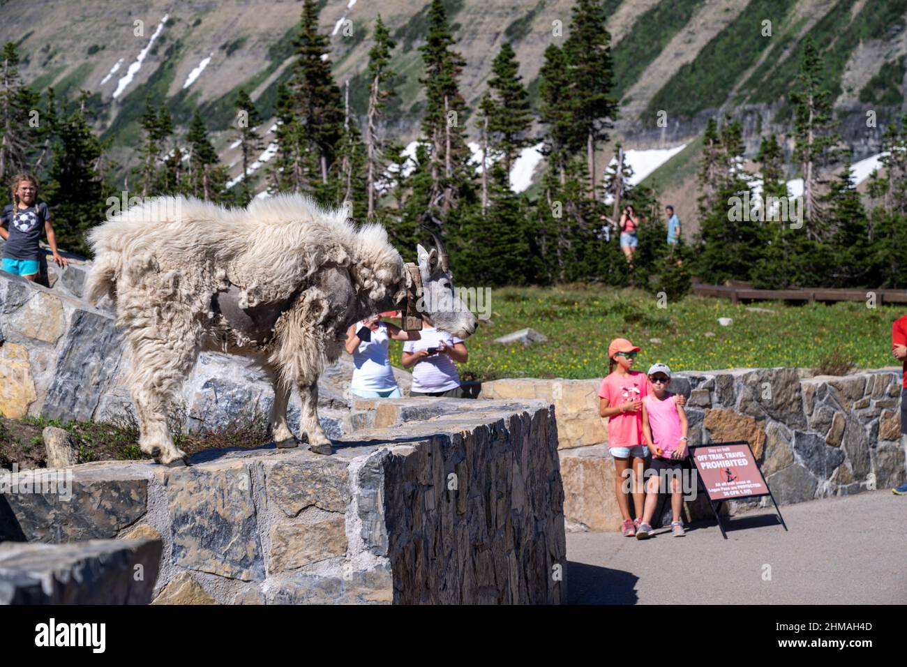 Montana, USA - July 1, 2021: Mountain goat perched on a ledge as nearby ...