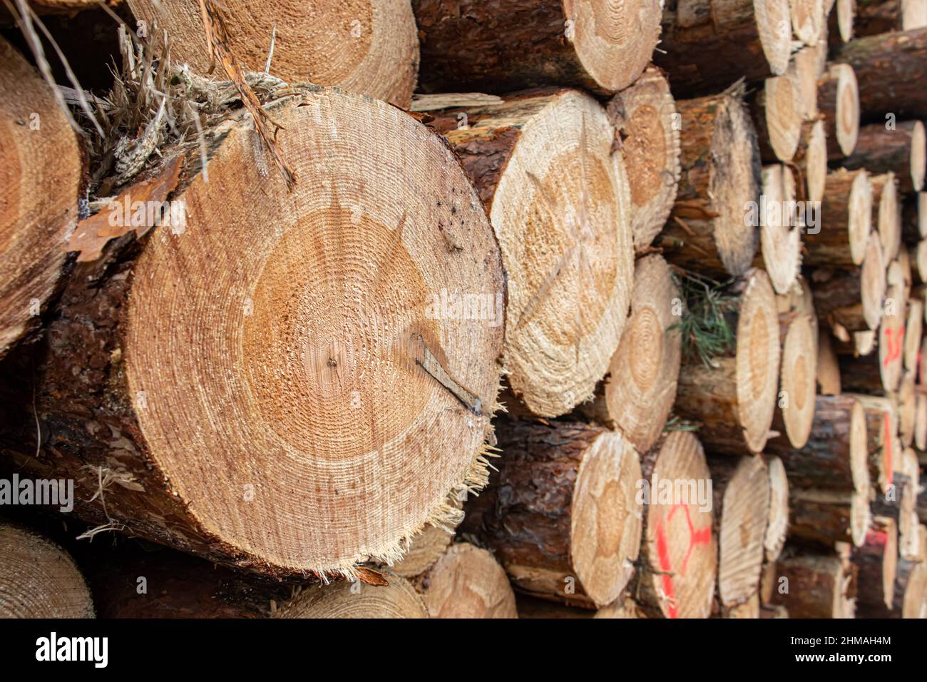 Close up logs stack hi-res stock photography and images - Alamy