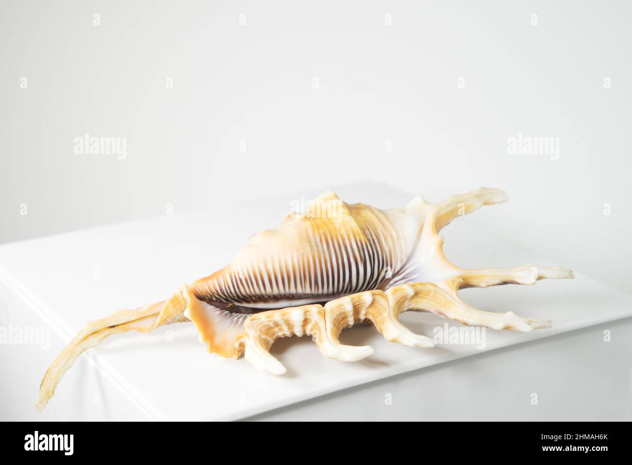Empty sea shell Lambis scorpius, common name the scorpion conch or ...