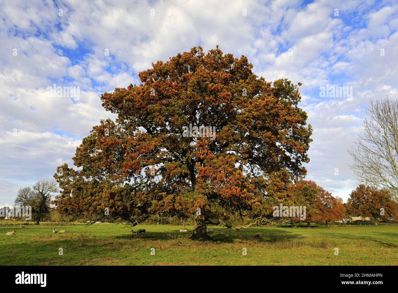 English Oak tree in autumnal colours, Fenland filed near March town ...