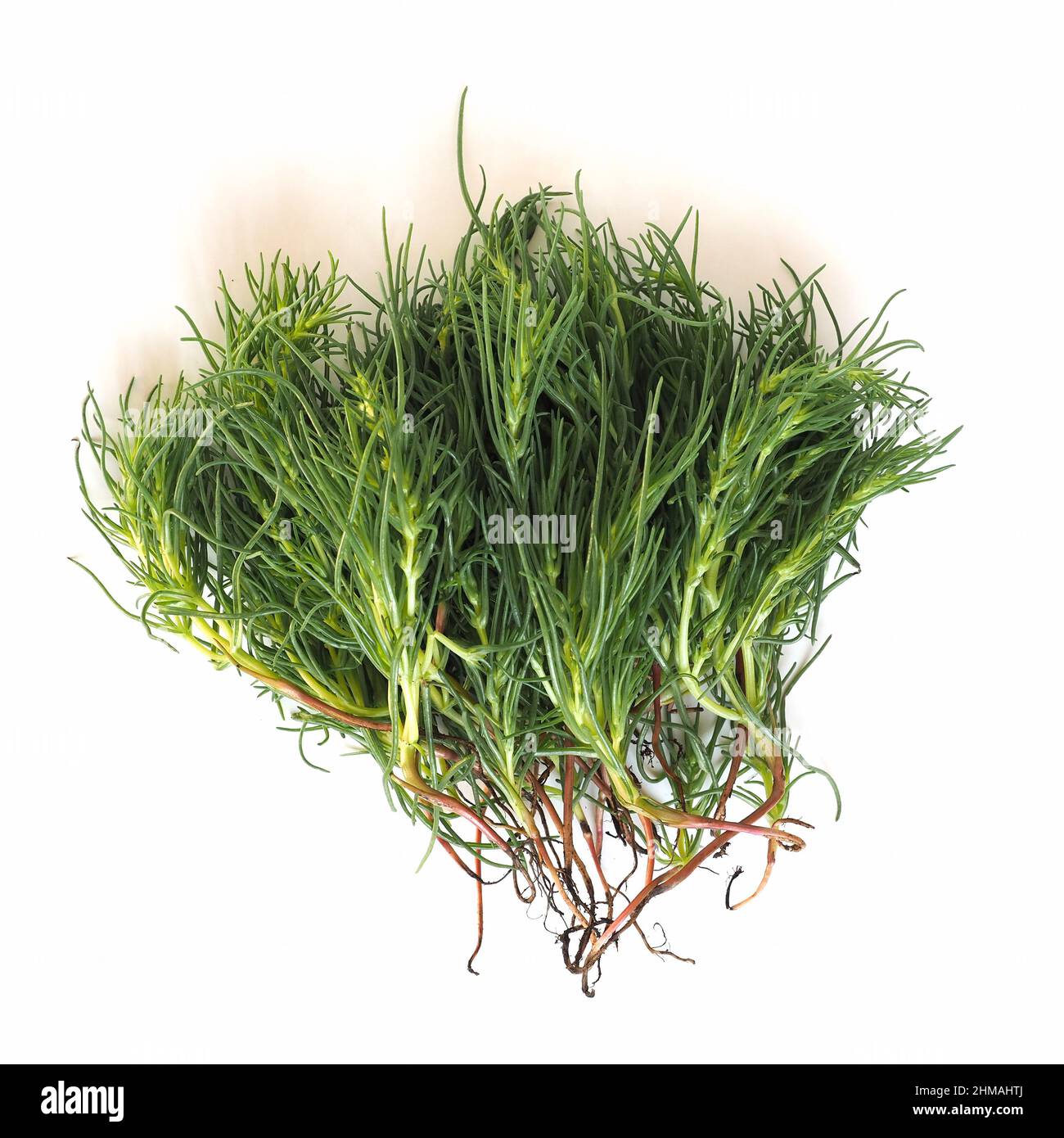 Russian thistle plant Cut Out Stock Images & Pictures - Alamy