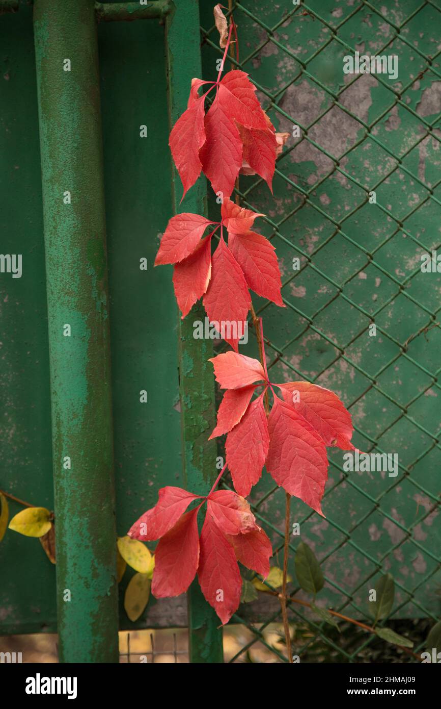 Red wild vineyard leaves on a green net fence Stock Photo - Alamy