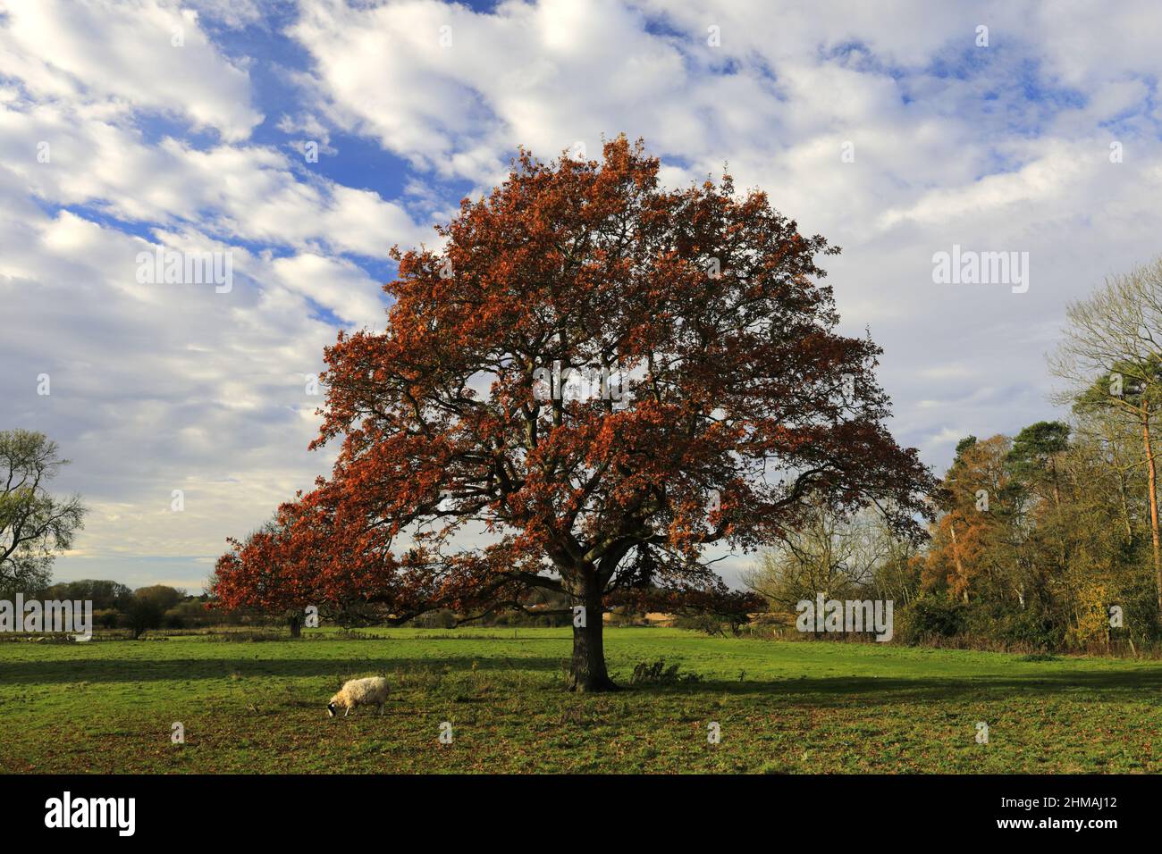 English Oak tree in autumnal colours, Fenland filed near March town ...