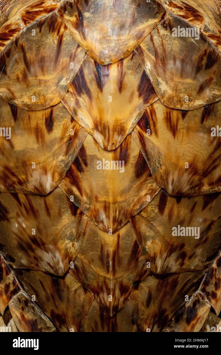 A carapace of the hawksbill sea turtle (Eretmochelys imbricata Stock ...