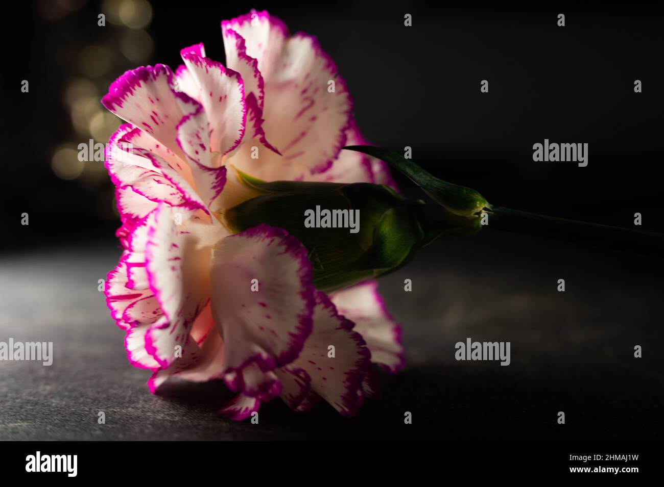Carnation outline hi-res stock photography and images - Alamy