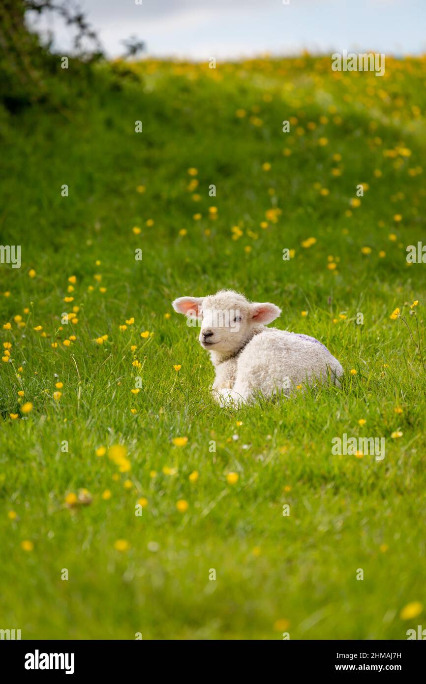 A Lamb in the Spring Sunshine Stock Photo - Alamy