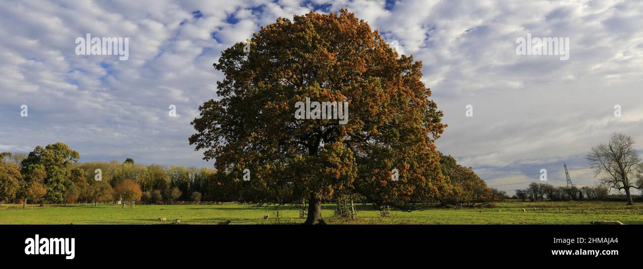 English Oak tree in autumnal colours, Fenland filed near March town ...