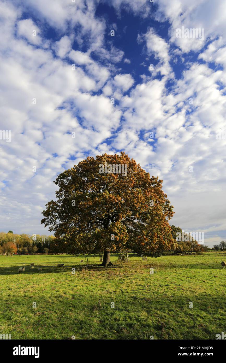 English Oak tree in autumnal colours, Fenland filed near March town ...