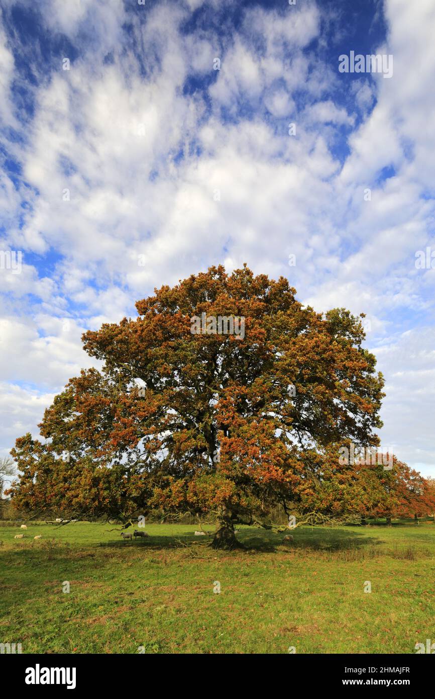 English Oak tree in autumnal colours, Fenland filed near March town ...