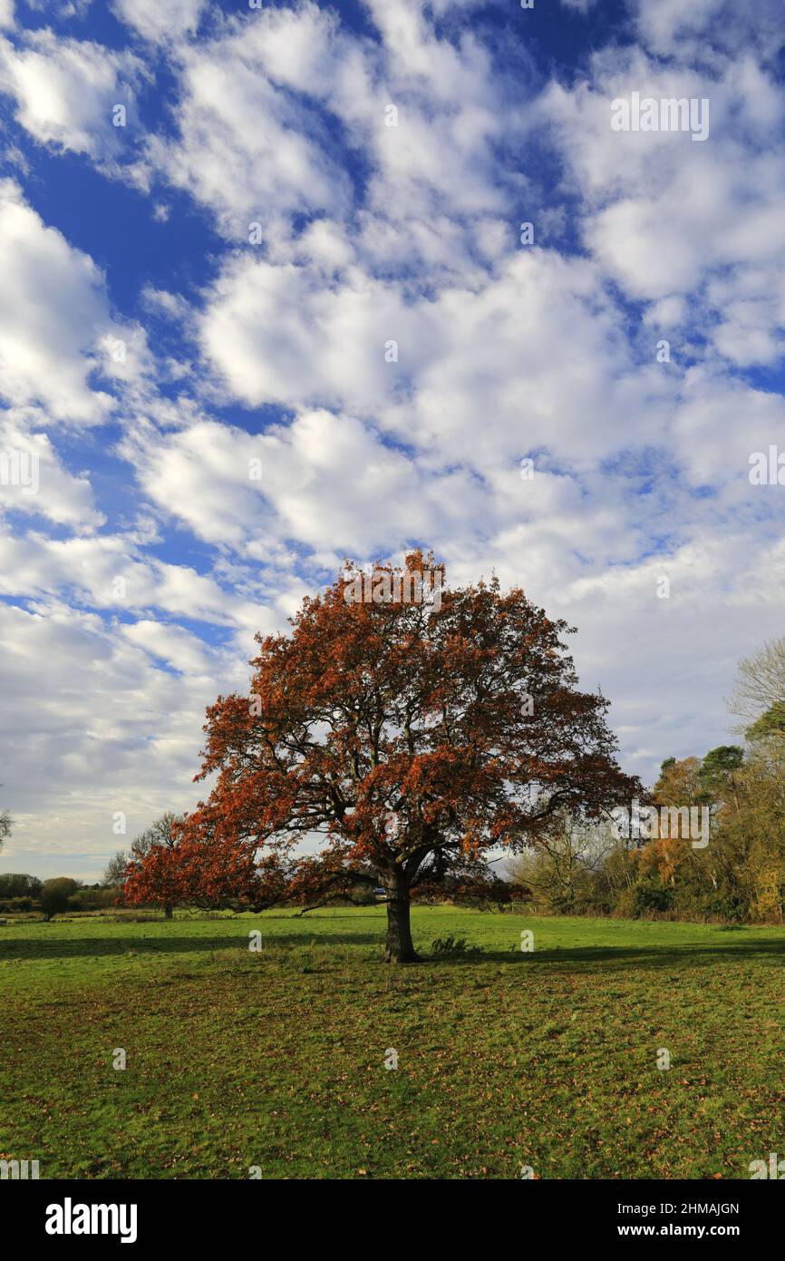 English Oak tree in autumnal colours, Fenland filed near March town ...