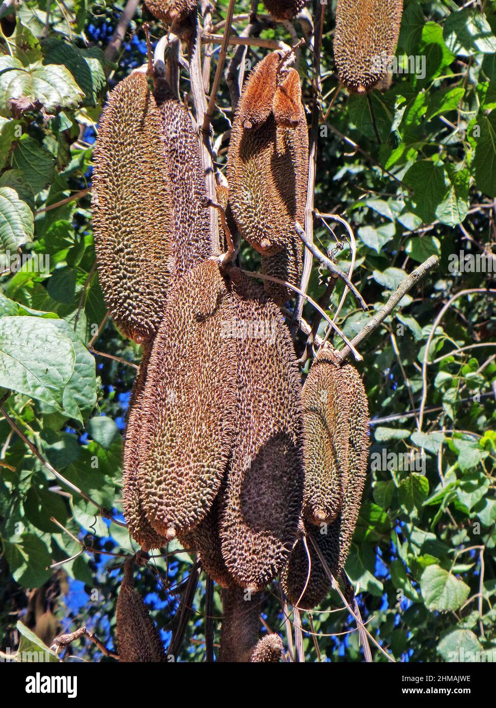 Pod seeds of wild tree Stock Photo - Alamy