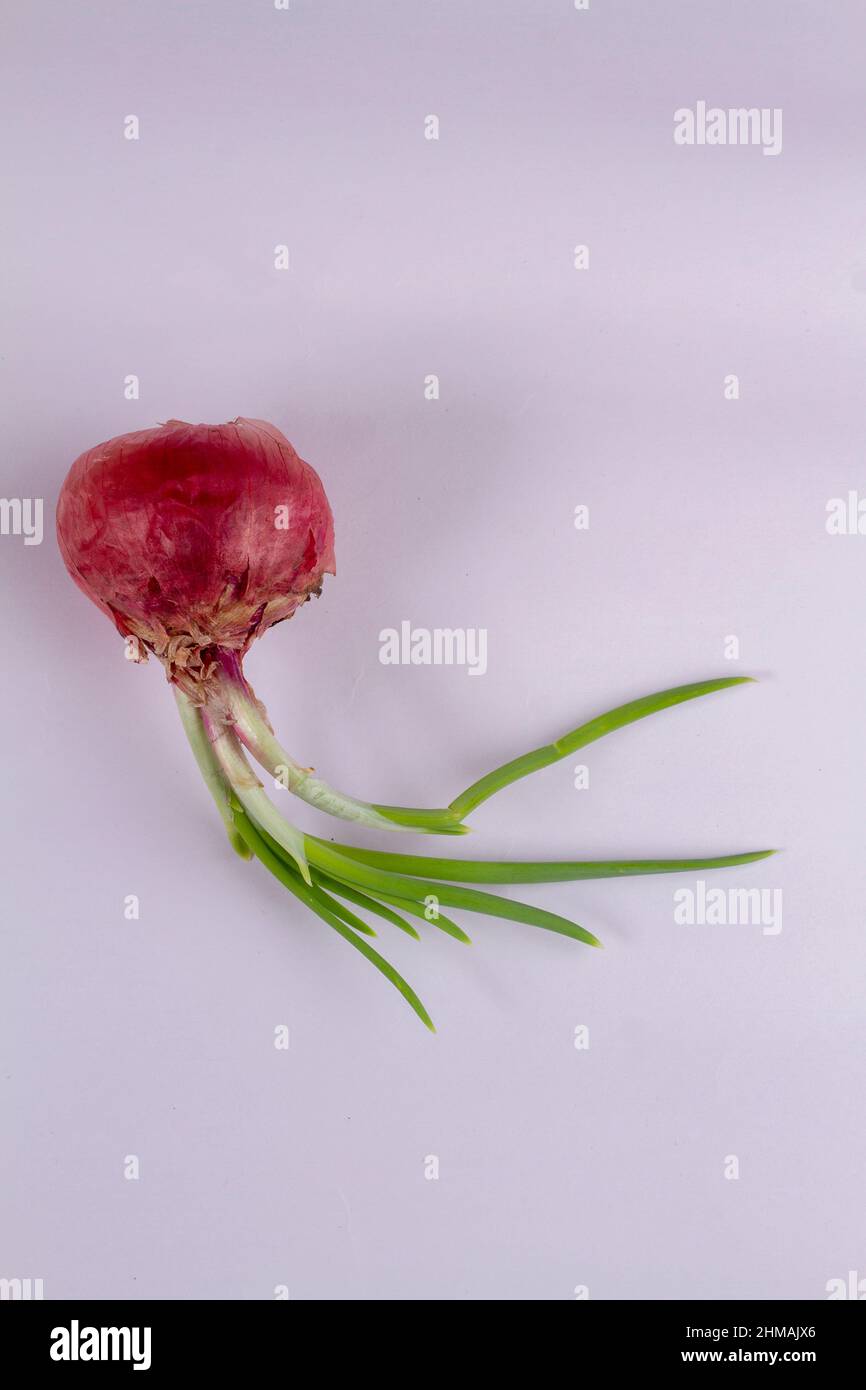 Fresh young onion. spring red onion. Isolated on white background Stock ...