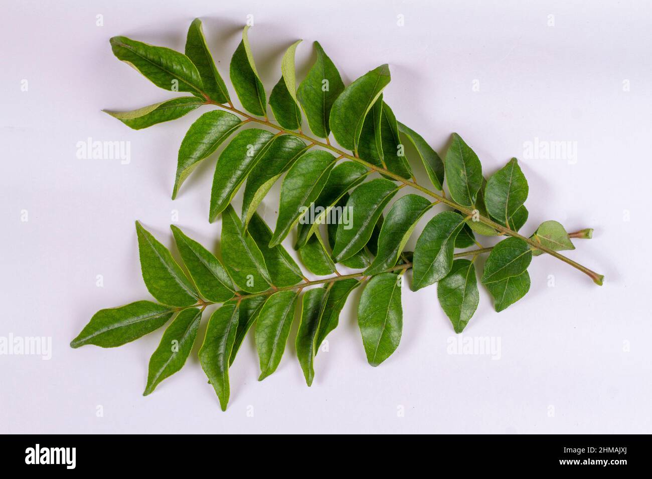 fresh curry leaves isolated on white background, top view Stock Photo ...