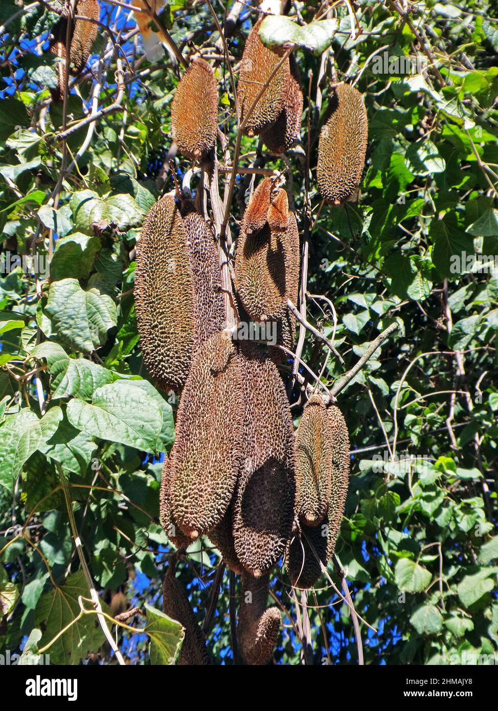 Tropical seed pod hi-res stock photography and images - Alamy