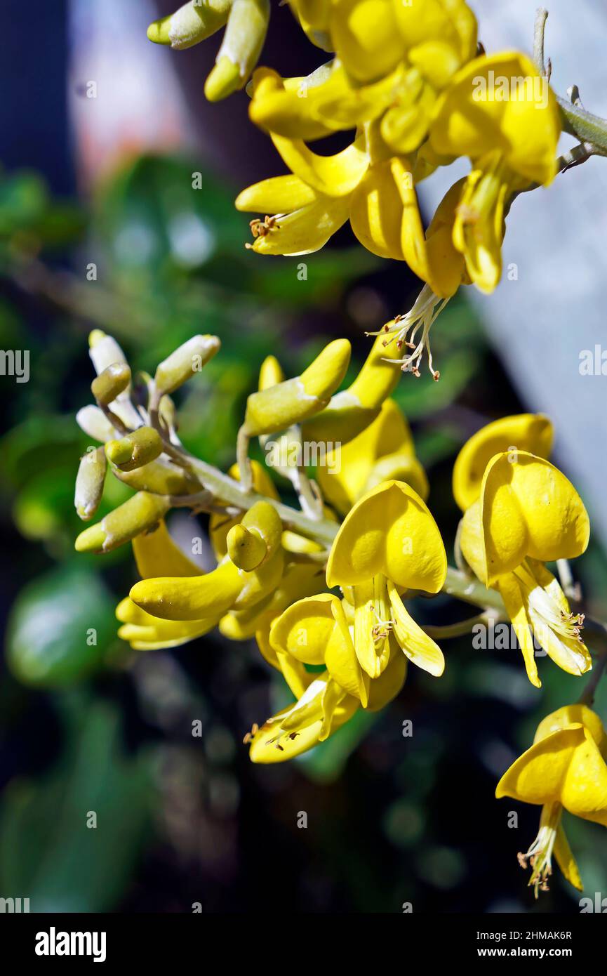 Yellow necklacepod flowers (Sophora tomentosa), Rio de Janeiro Stock ...