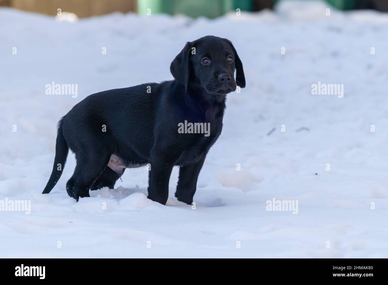 Side portrait of an 8-week old black lab puppy standing in the snow ...