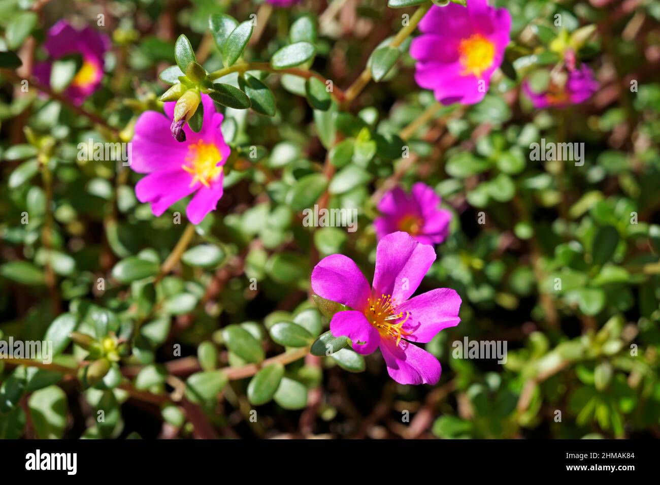 Moss rose purslane hi-res stock photography and images - Alamy