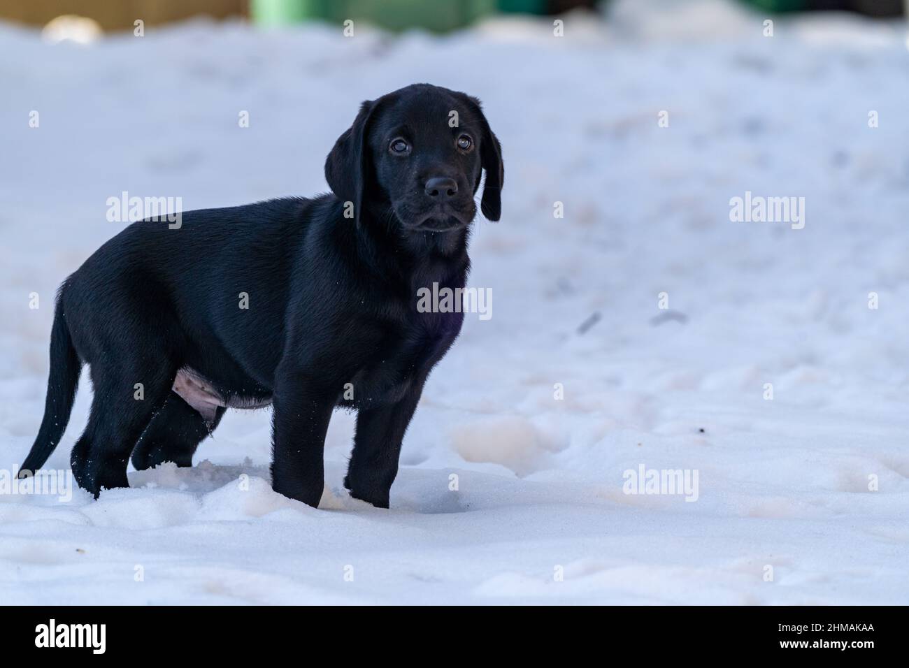 Black Lab Puppies 8 Weeks