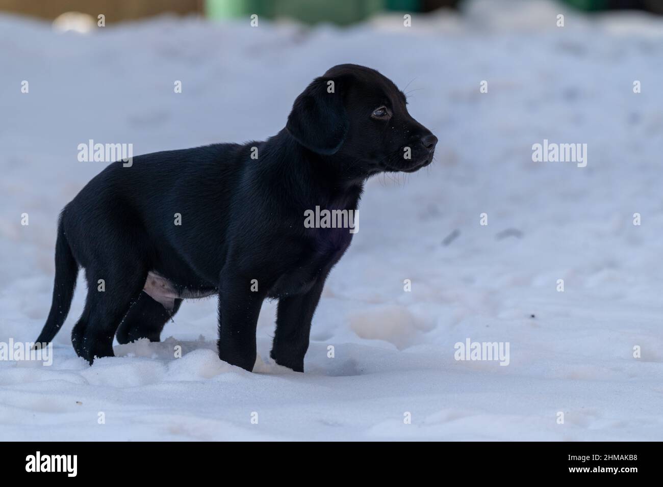 8 week old labrador puppy hi-res stock photography and images - Alamy