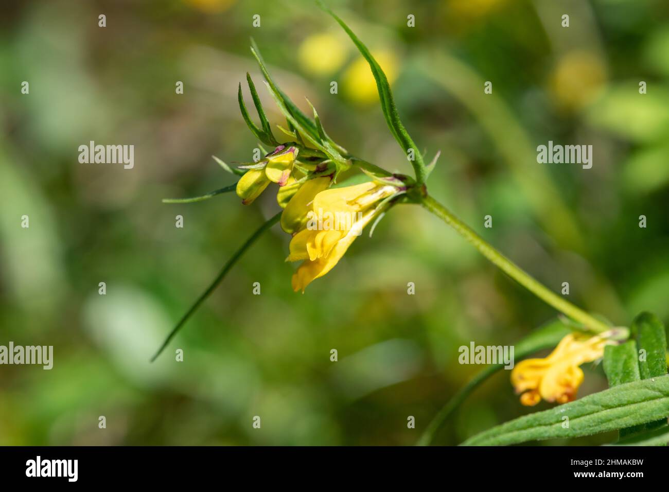 Macro shot of common cow wheat (melampyrum pratense) flowers in bloom ...