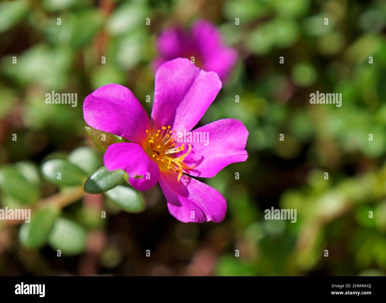 Pink rose moss flower hi-res stock photography and images - Alamy