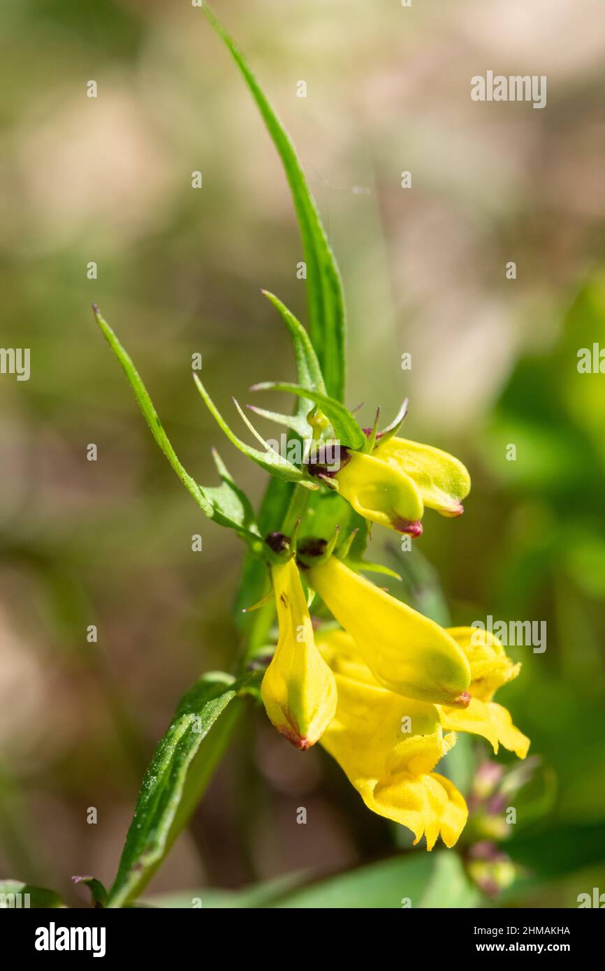 Macro shot of common cow wheat (melampyrum pratense) flowers in bloom ...