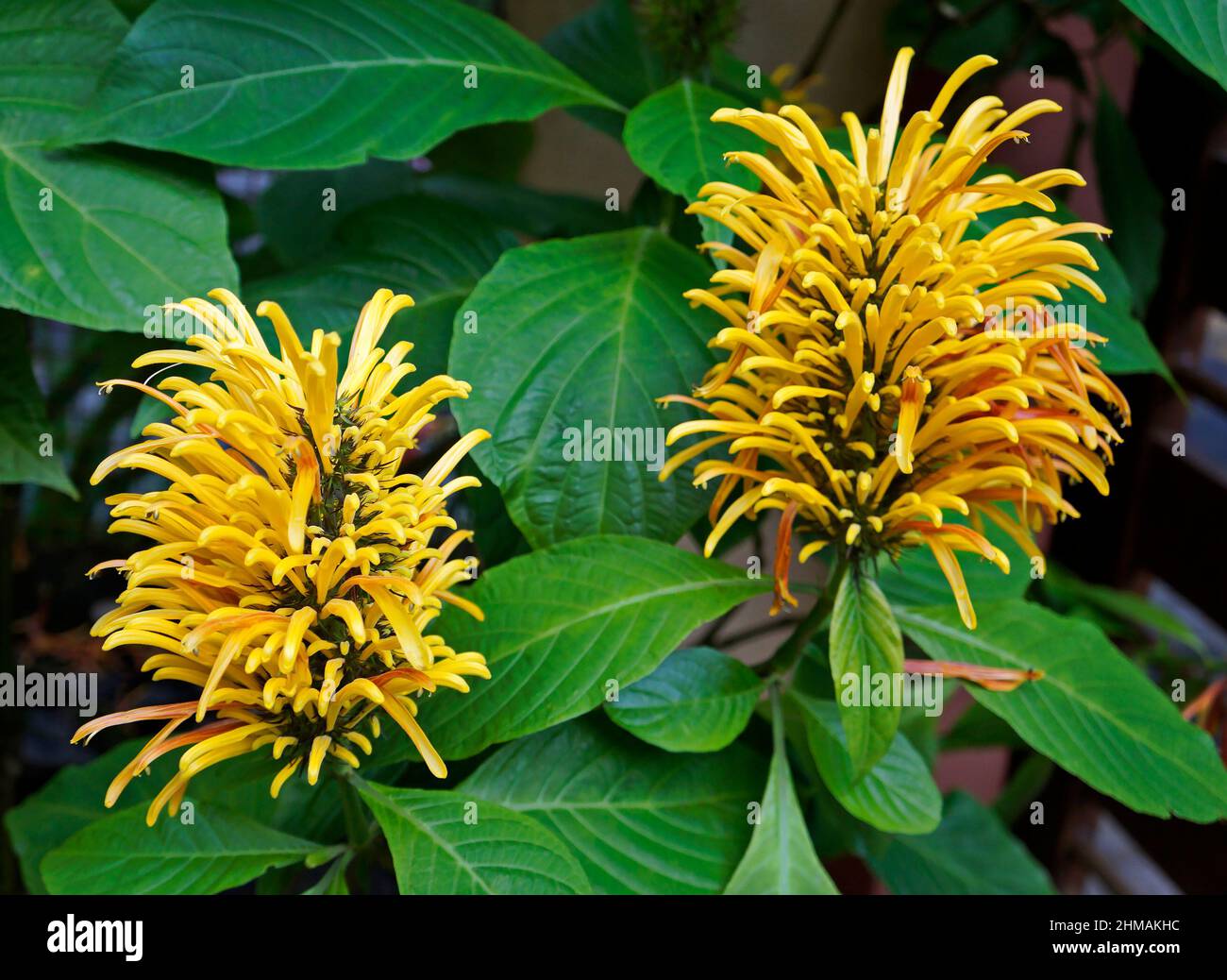 Brazilian plume hi-res stock photography and images - Alamy