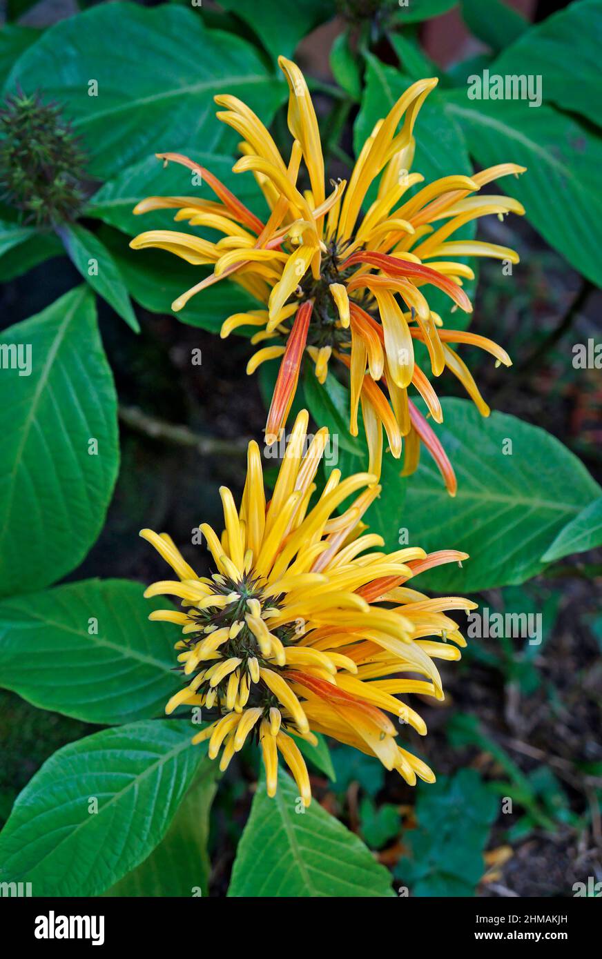 Brazilian plume flowers (Justicia umbrosa or Justicia aurea Stock Photo ...